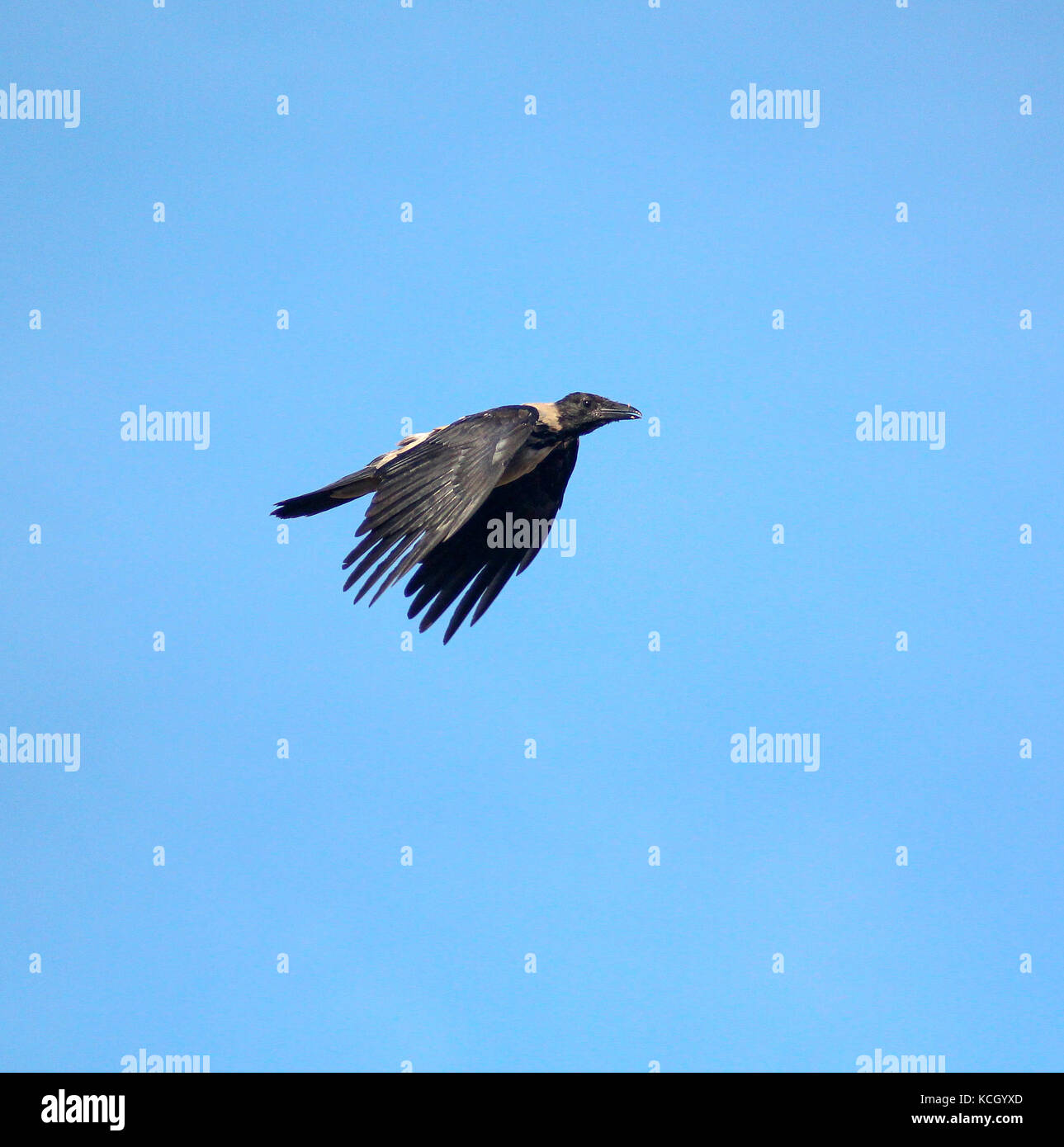 black bird flying on blue sky, image of a Stock Photo - Alamy