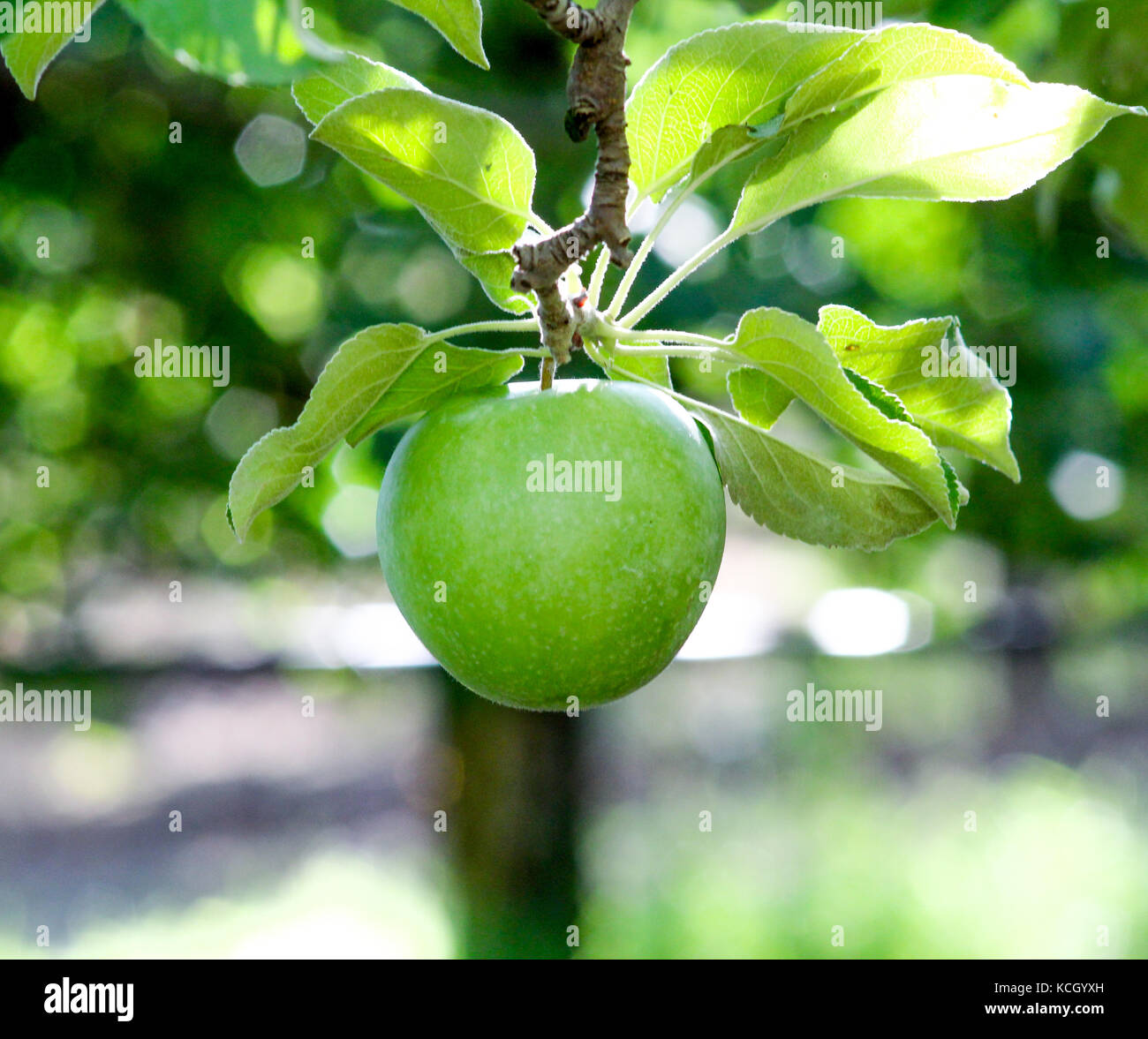 Apple Orchard in the mornig light,image of a Stock Photo - Alamy
