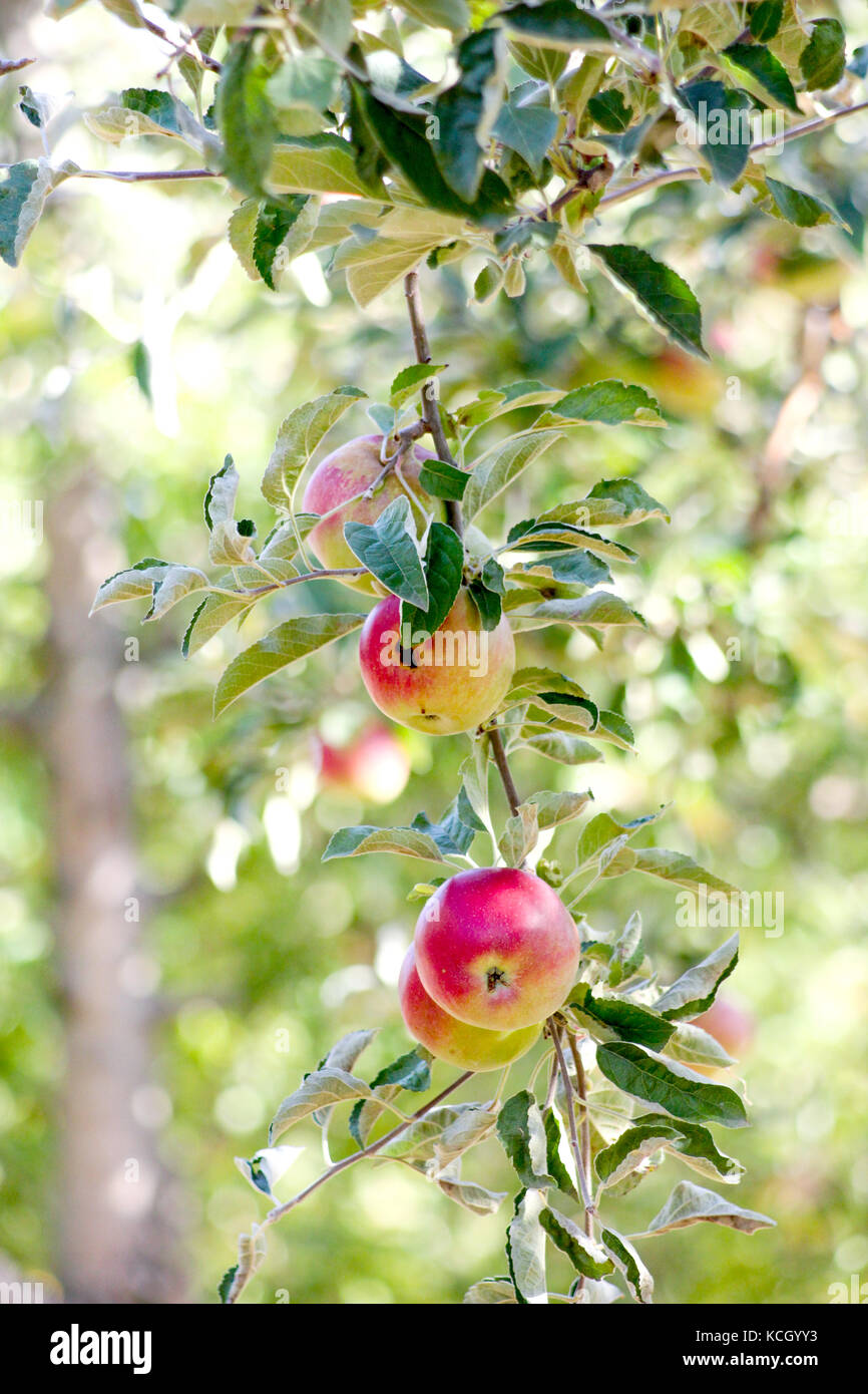 Apple Orchard in the mornig light,image of a Stock Photo - Alamy