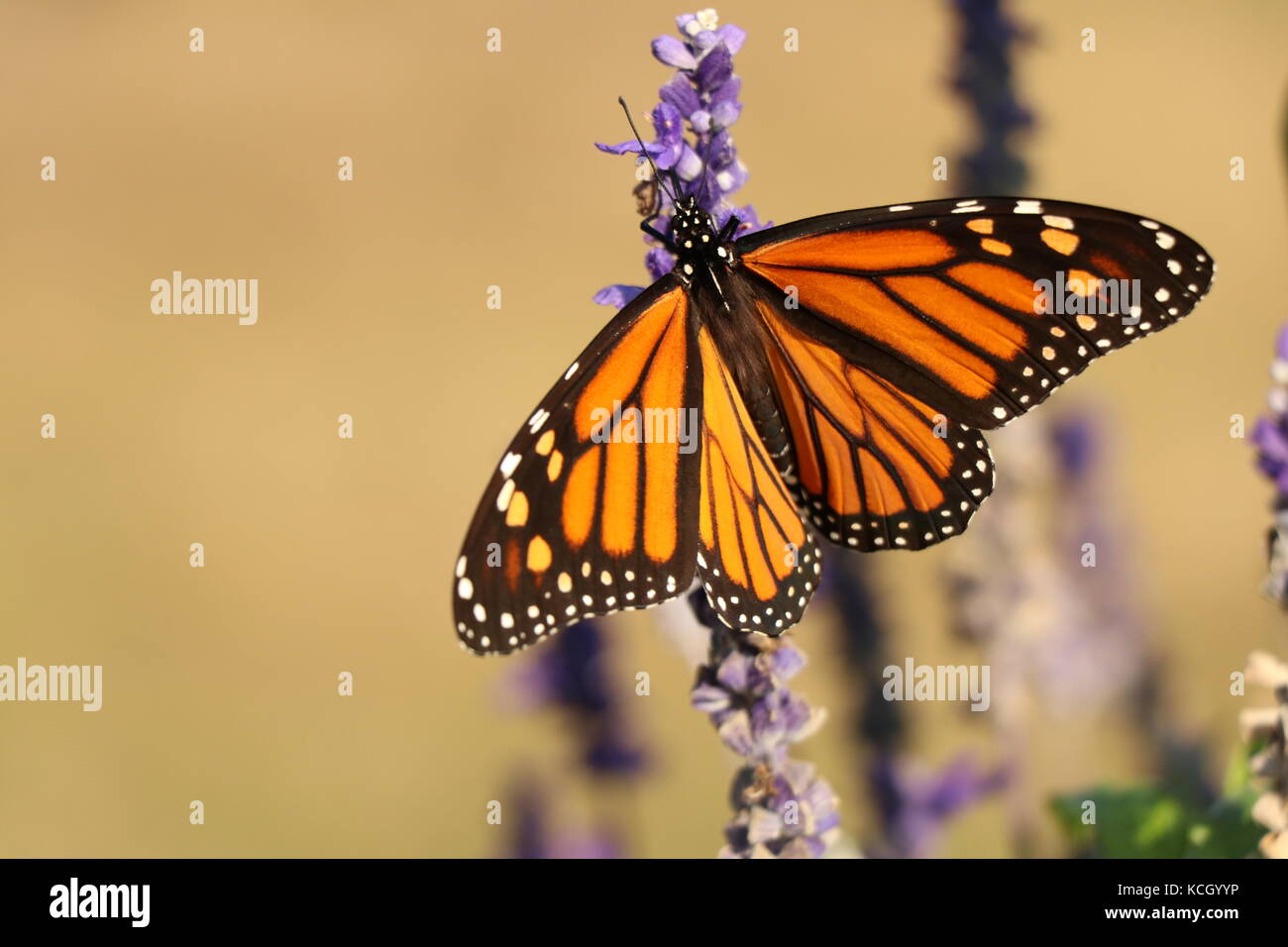 Monarch butterfly collecting nectar Stock Photo - Alamy