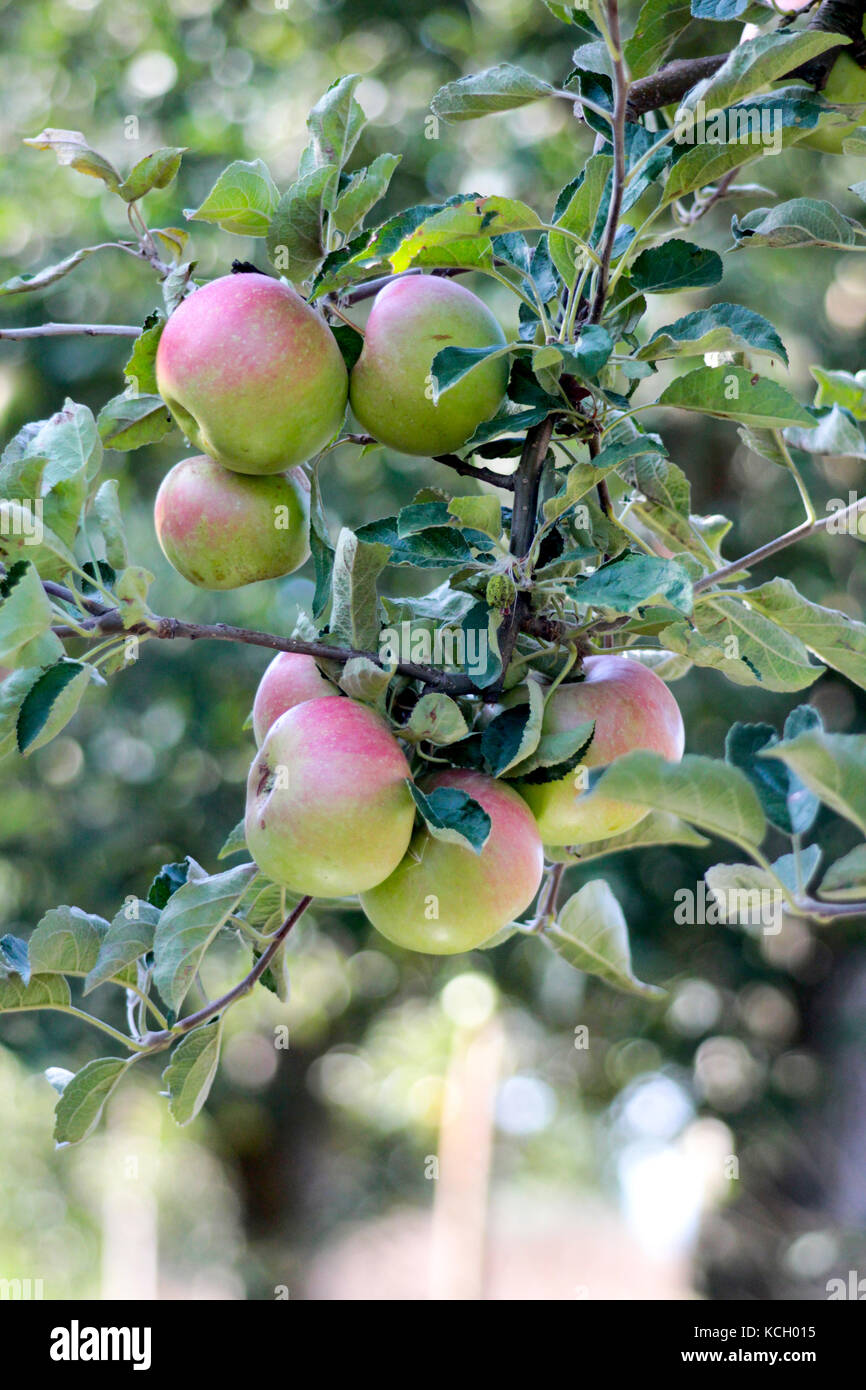 Apple Orchard in the mornig light,image of a Stock Photo - Alamy