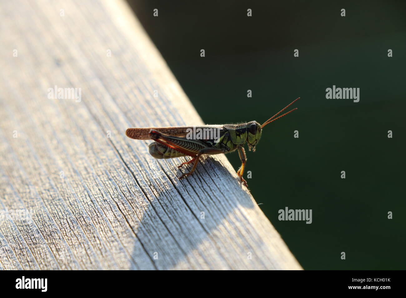 Long grasshopper legs hi-res stock photography and images - Alamy