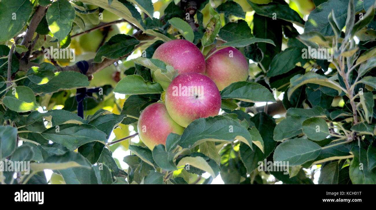 Apple Orchard in the mornig light,image of a Stock Photo - Alamy