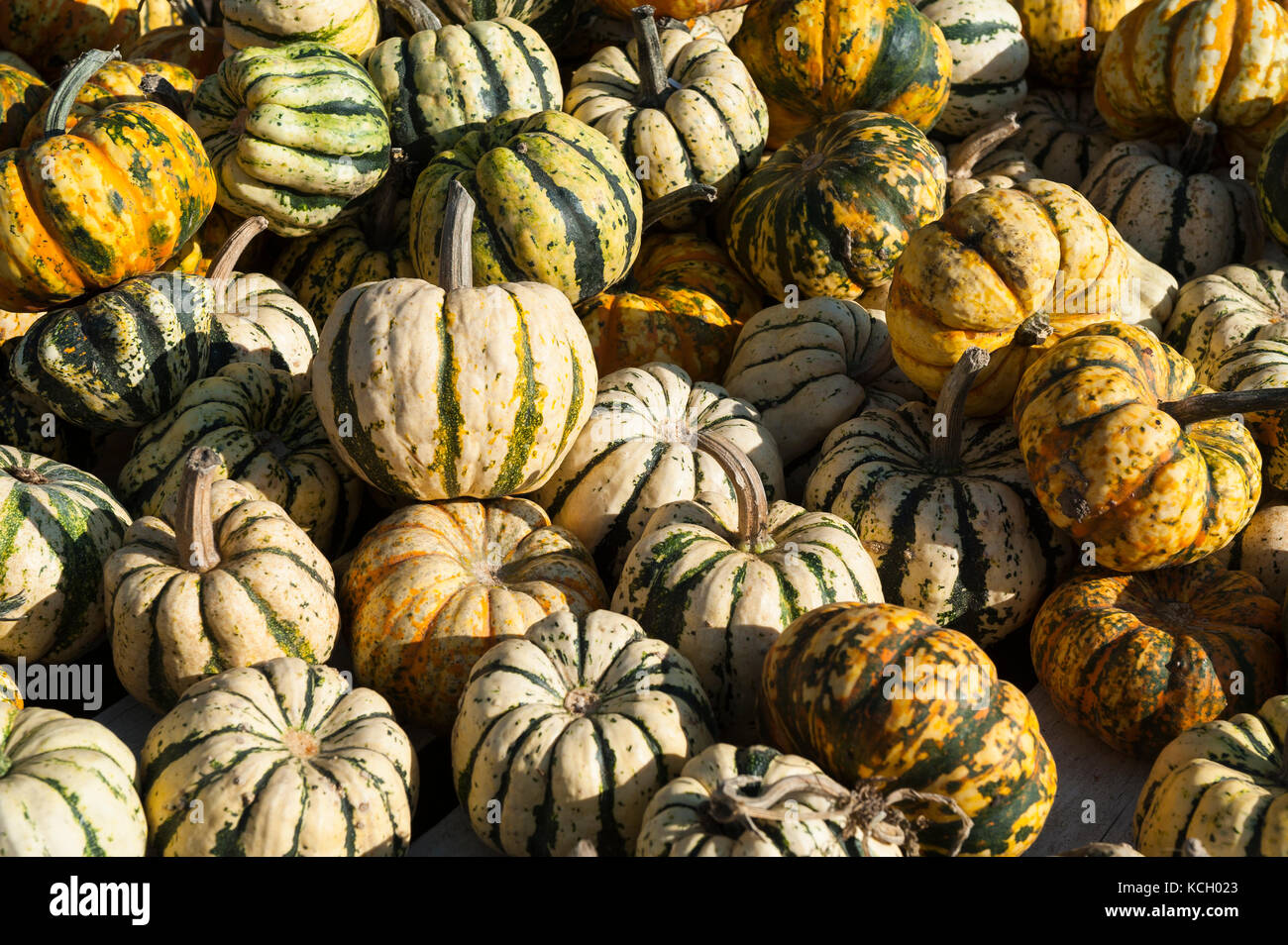 Eastern european vegetable farm hi-res stock photography and images - Alamy