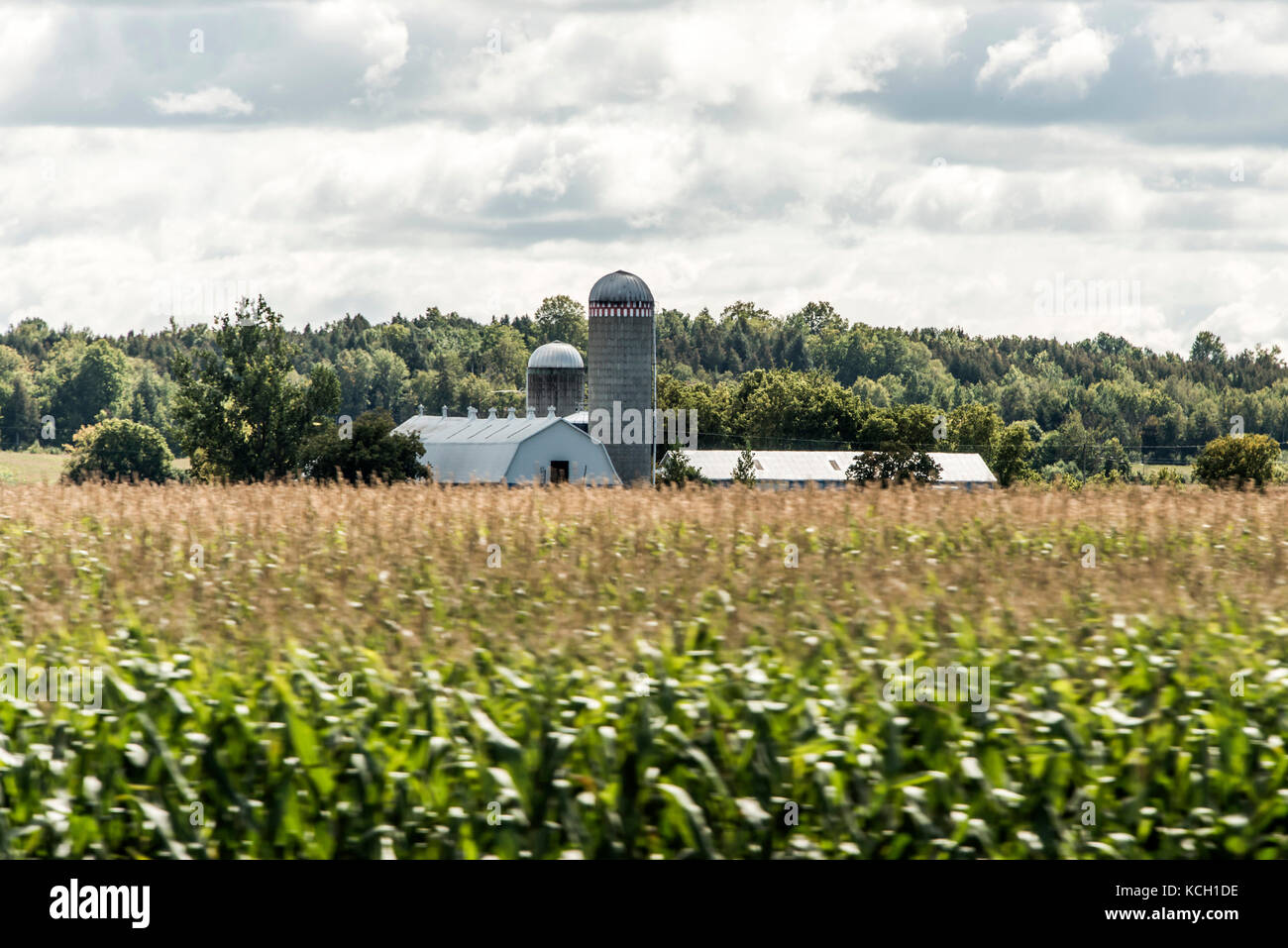 Rural Ontario Farm with Barn Silo storage agriculture animals Canada ...