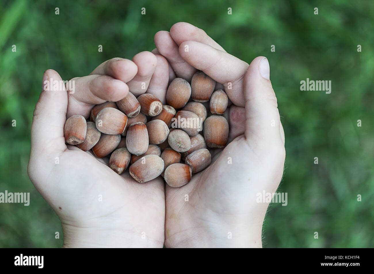 Young male hands holding bunch of hazelnuts in a garden Stock Photo - Alamy