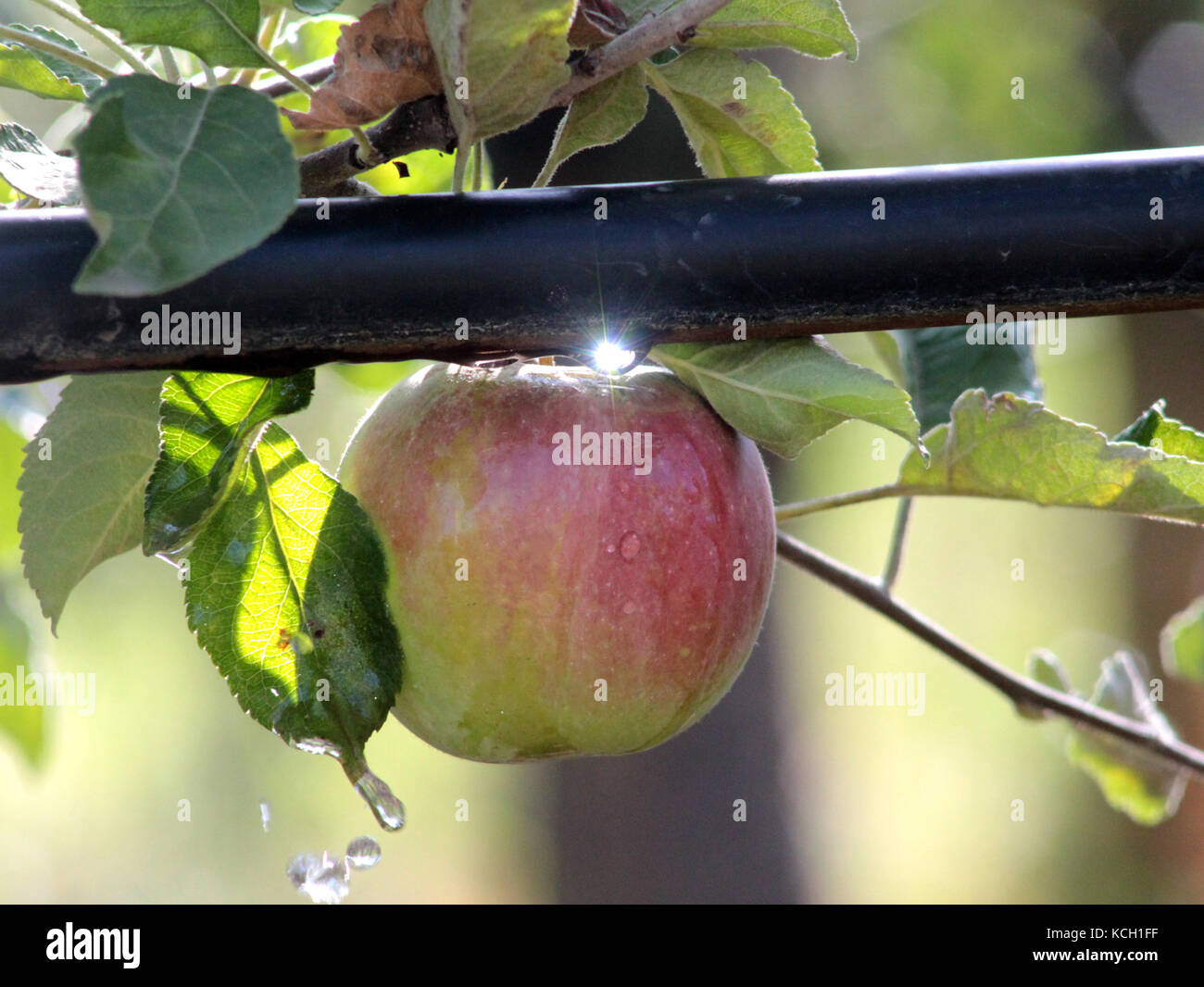 watering the apple tree,red apple with drop of water on the morning sun ...
