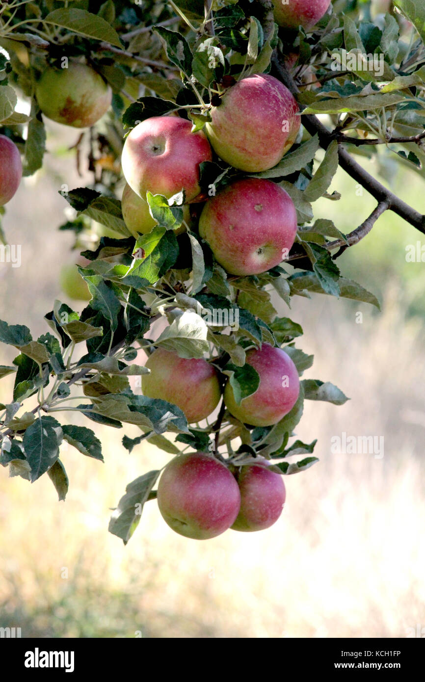 Apple Orchard in the mornig light,image of a Stock Photo - Alamy
