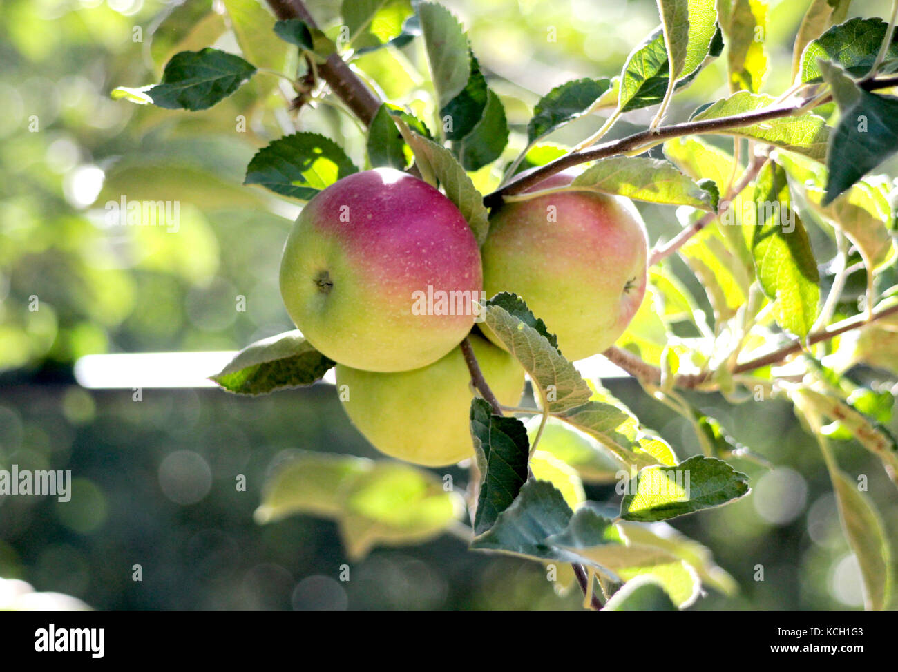 Apple Orchard in the mornig light,image of a Stock Photo - Alamy
