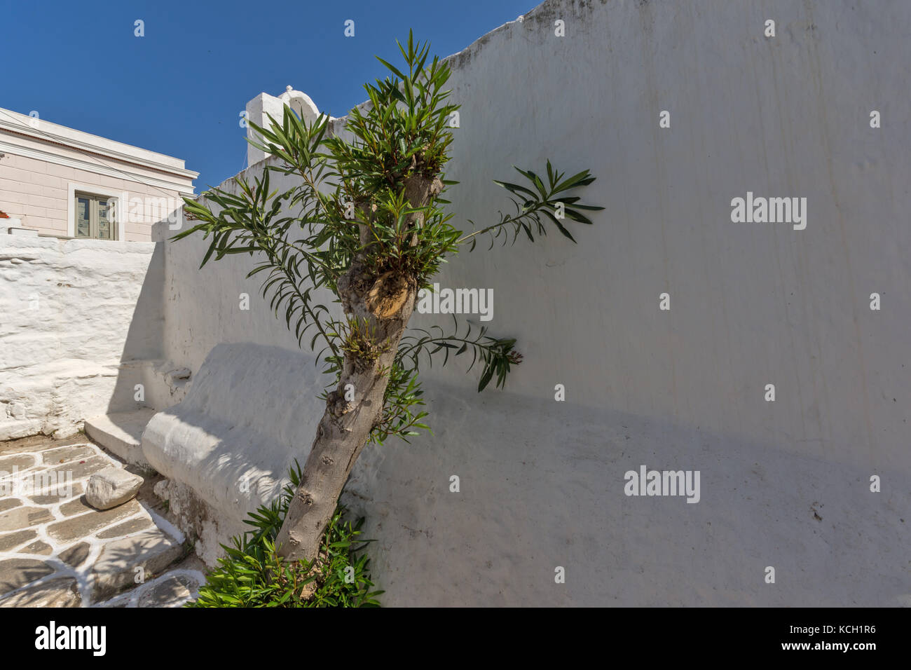 Olive Tree and Typical white house in town of Parakia, Paros island ...
