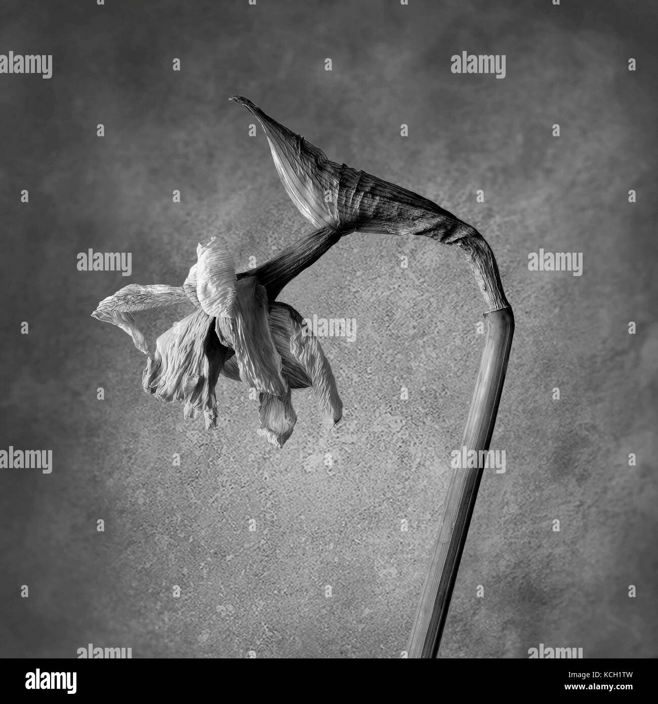 A portrait of a dead daffodil with textured background Stock Photo - Alamy