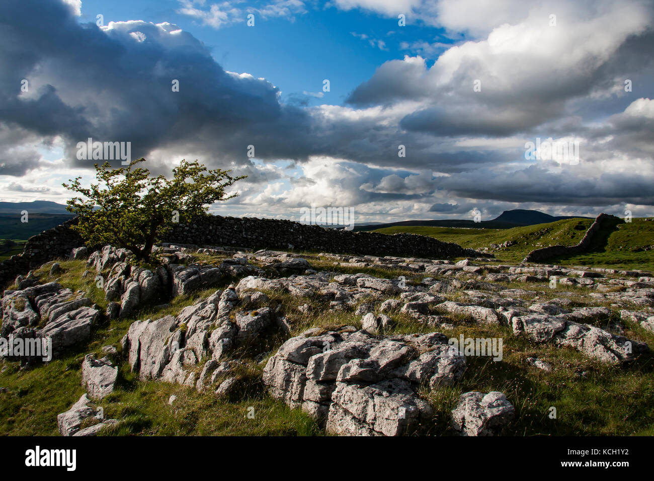 Tree limestone pavement above hi-res stock photography and images - Alamy
