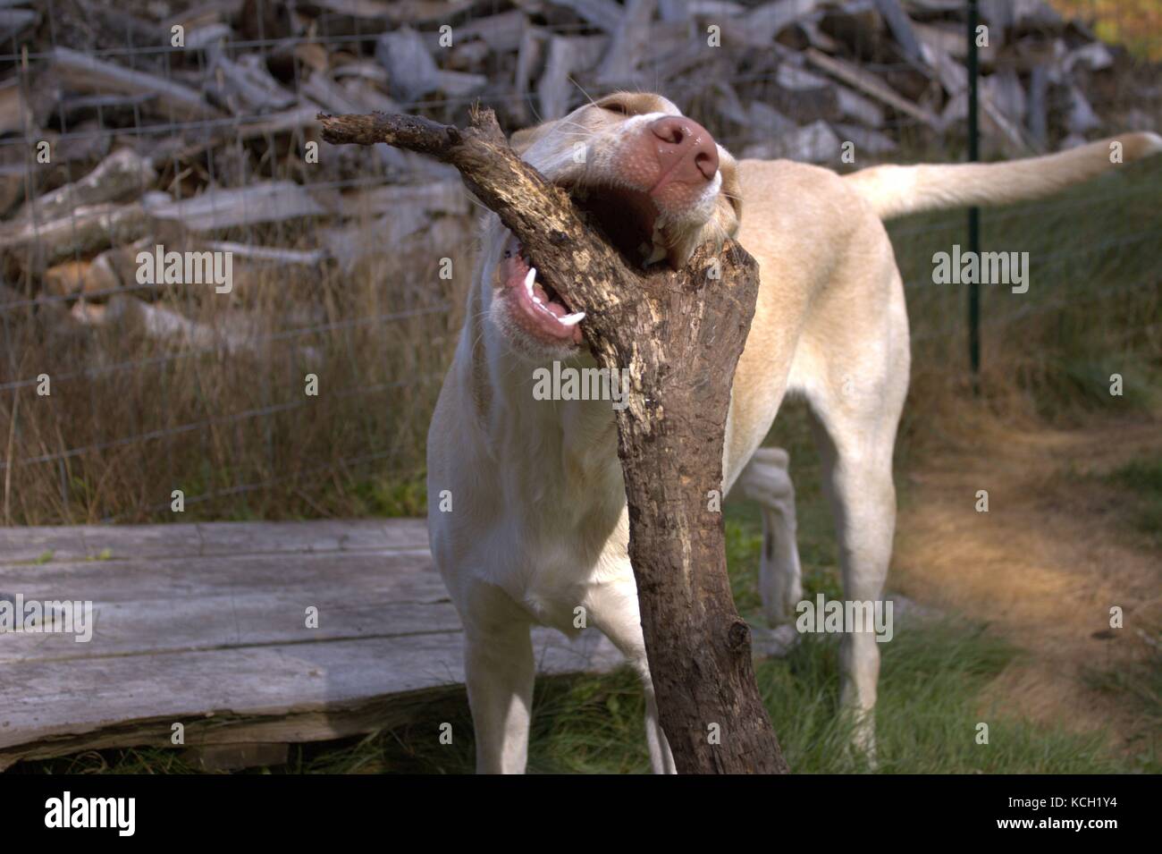 Lab Tree High Resolution Stock Photography and Images - Alamy