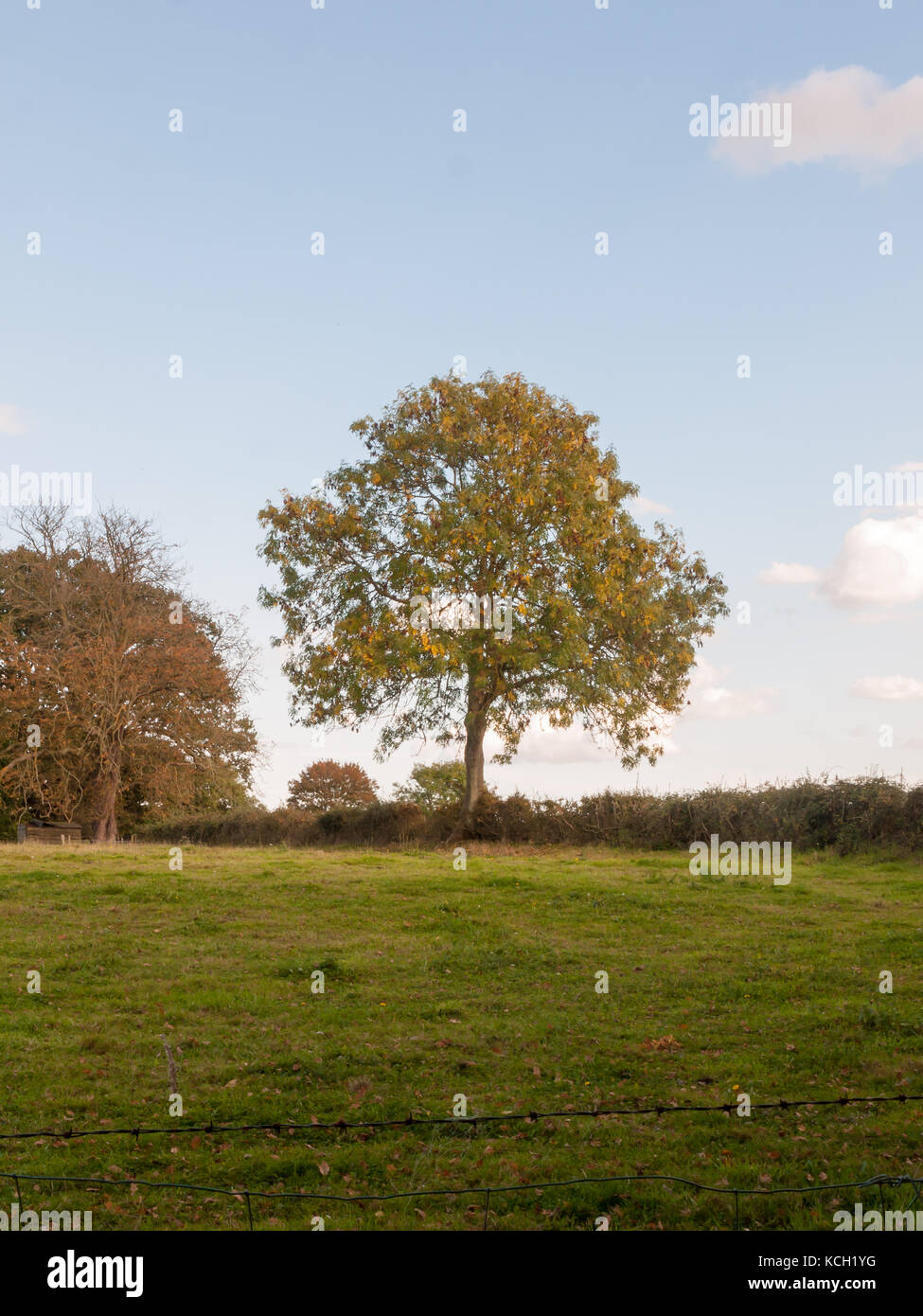 beautiful country side scene with grass lawn hills and trees day; Essex ...