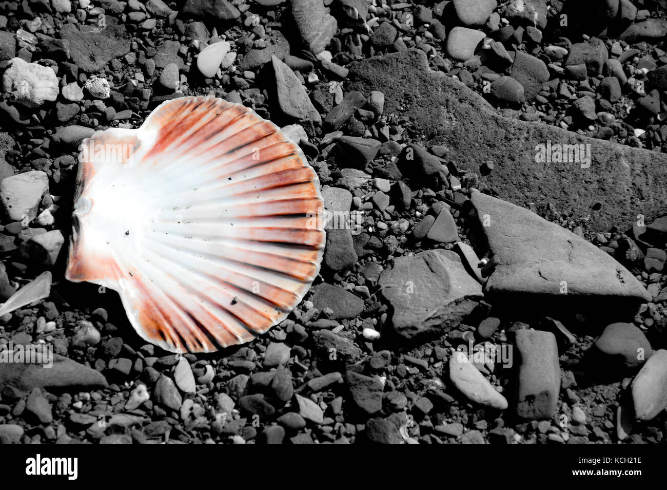 Clam shell rock still life hi-res stock photography and images - Alamy