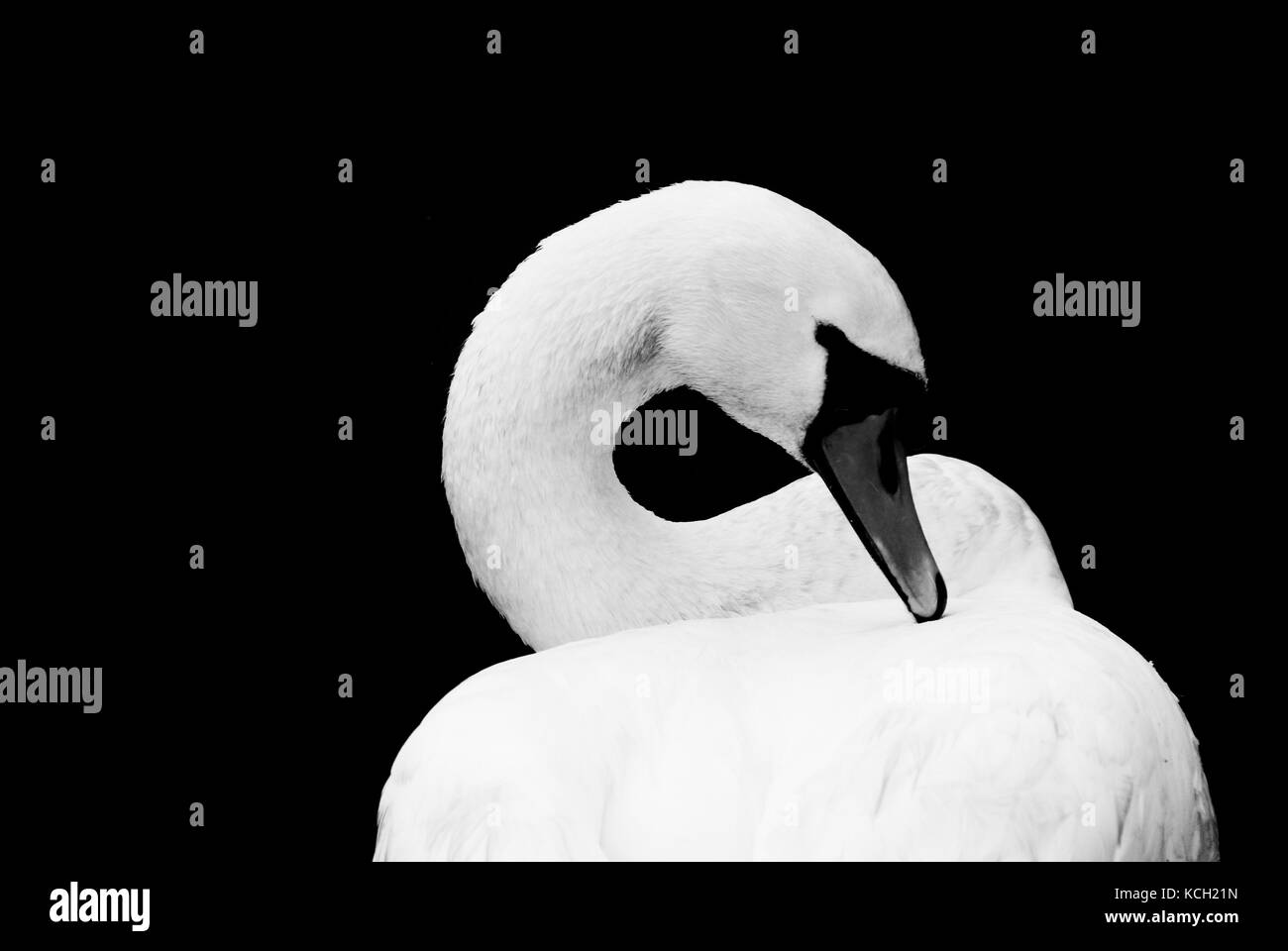 Swan guard Black and White Stock Photos & Images - Alamy