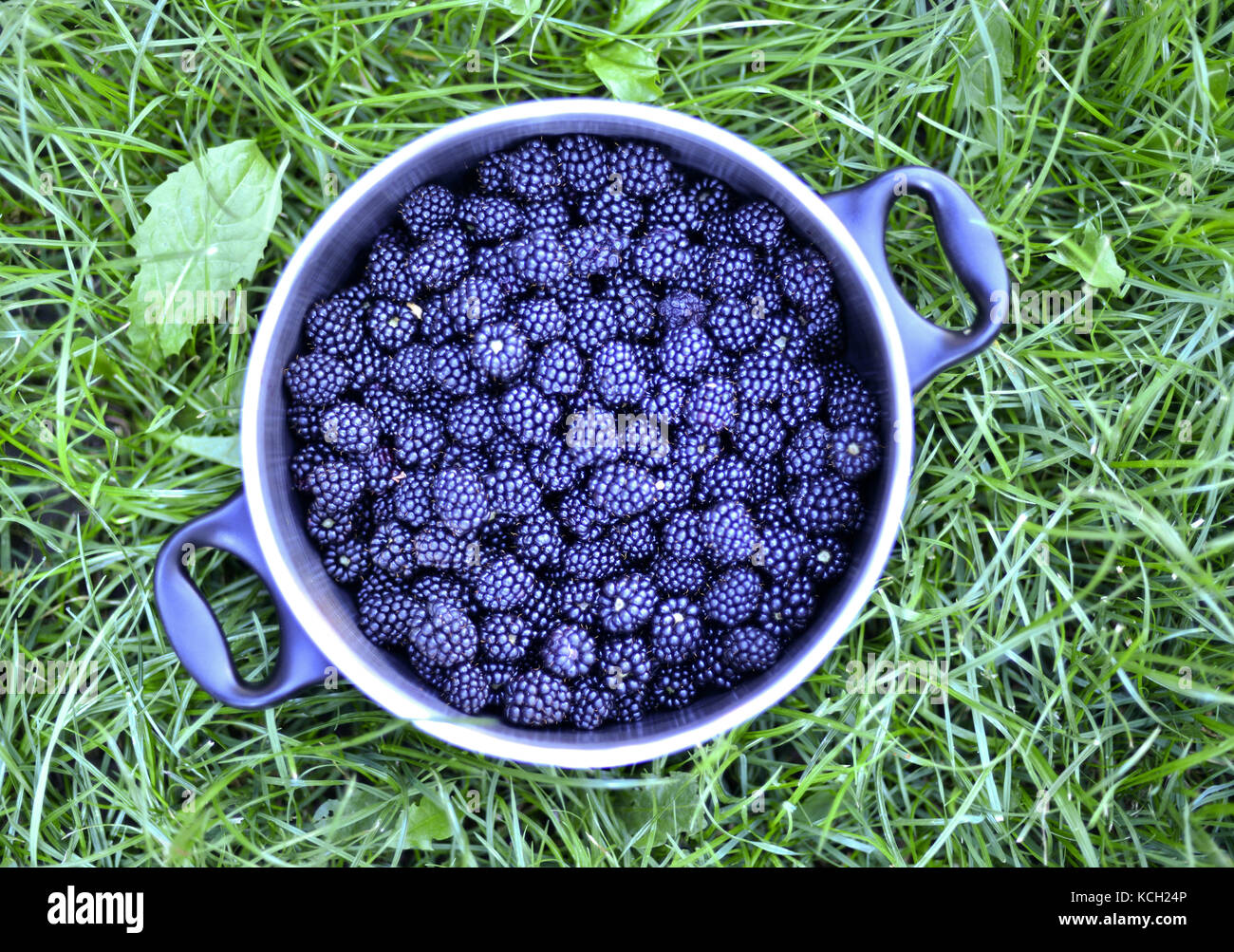 fresh harvested ripe blackberries fruits image of a Stock Photo - Alamy