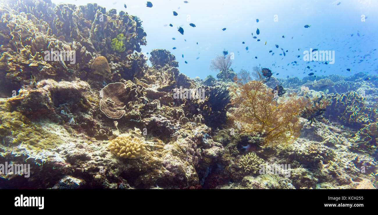 Coral reef and fish in tropical sea underwater Stock Photo - Alamy