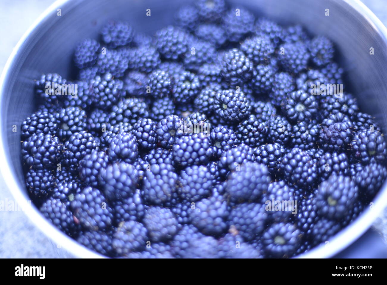 ripe blackberries fruits in a cooking pot, shallow dof Stock Photo - Alamy
