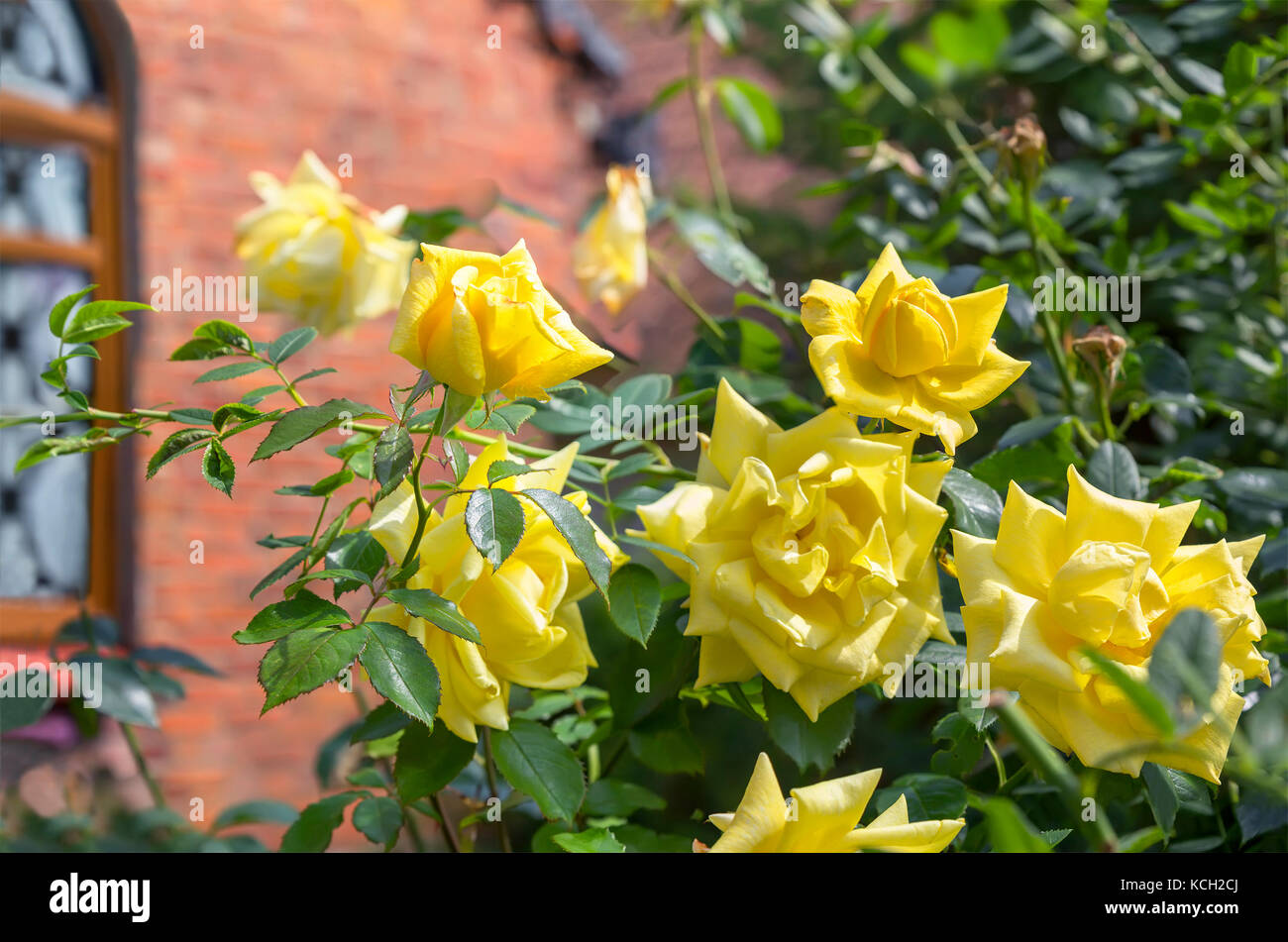 Yellow roses in a garden Stock Photo - Alamy