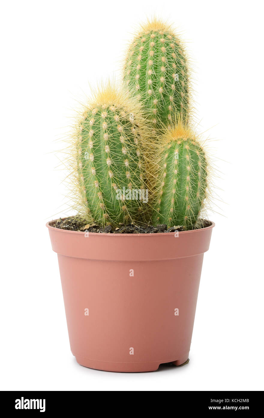cactus in pot isolated on white Stock Photo - Alamy