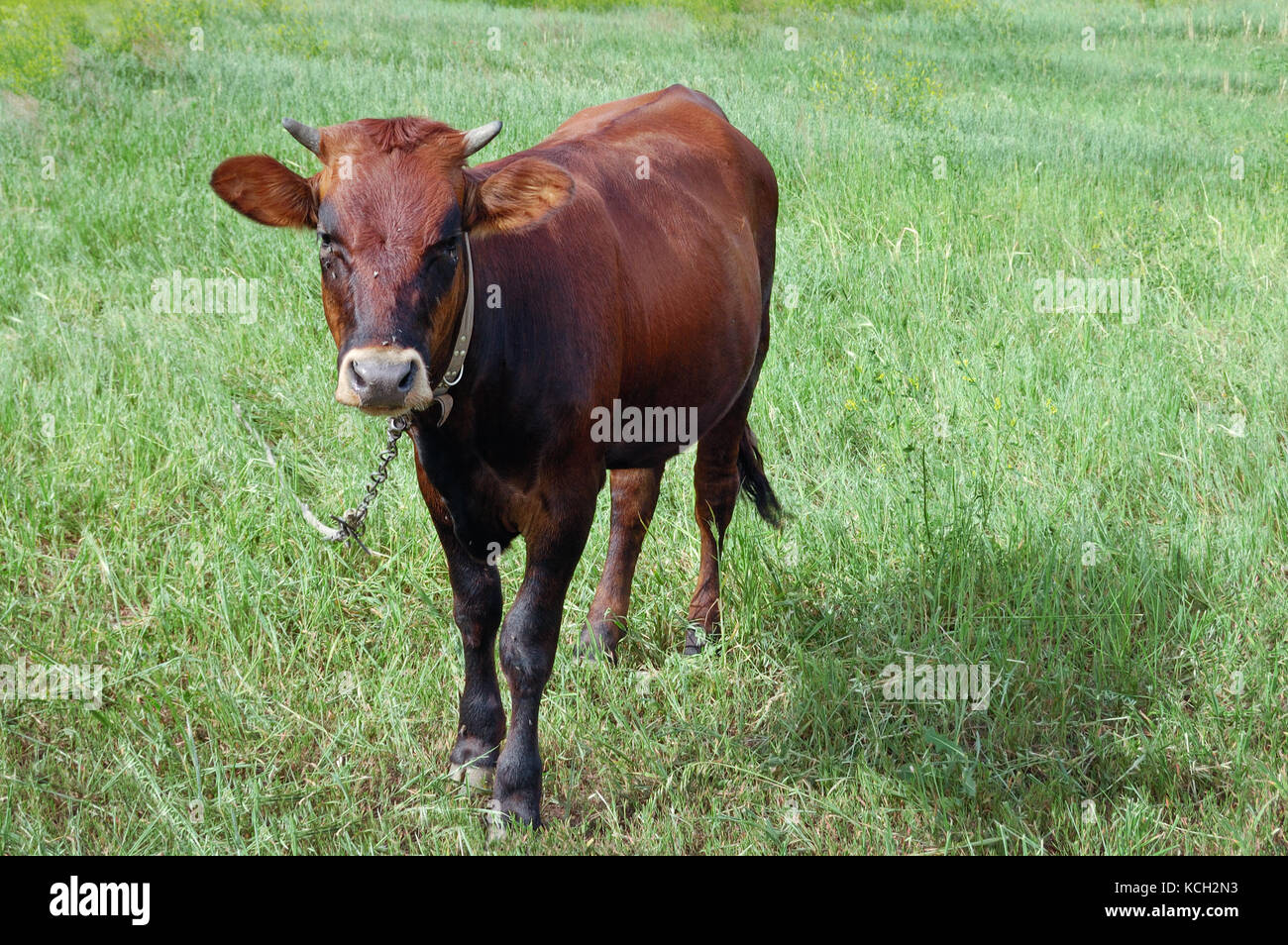 cow in a pasture on a chain Stock Photo - Alamy