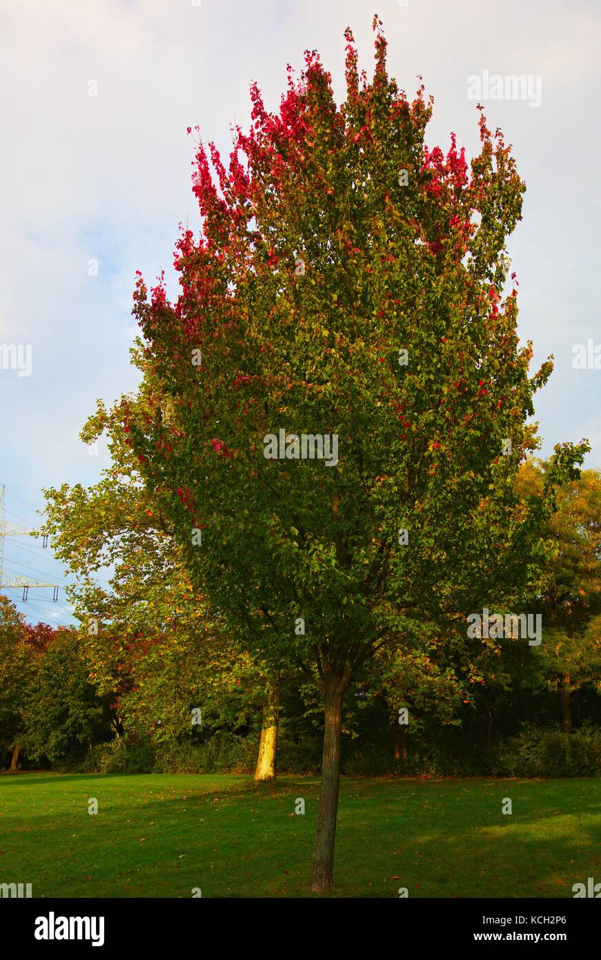 Trees in fall Stock Photo - Alamy