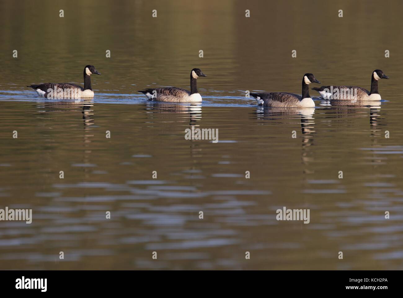 ducks on a lake Stock Photo - Alamy