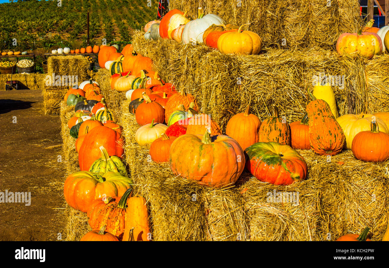 Assorted Melons & Squash On Hay Bales For Halloween Stock Photo - Alamy