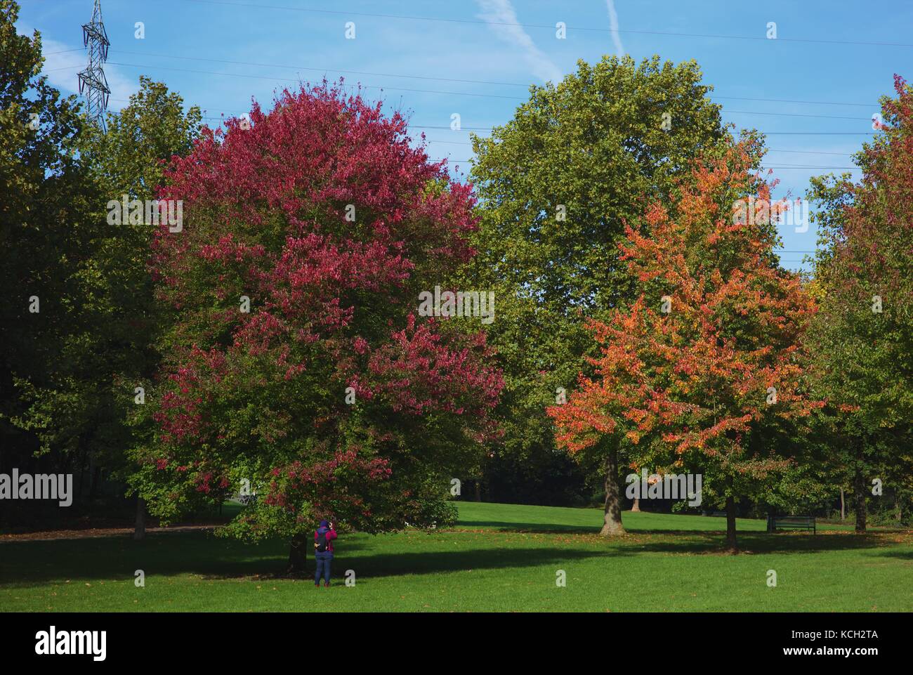 Trees in fall Stock Photo - Alamy