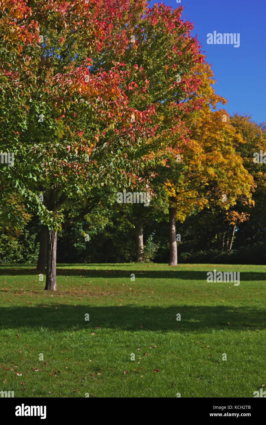 Trees in fall Stock Photo - Alamy