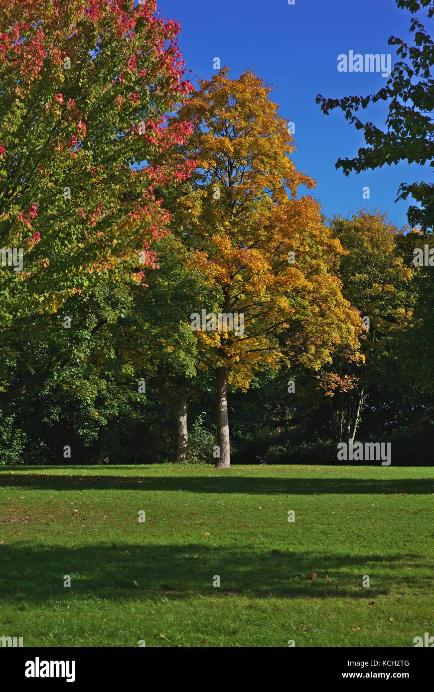 Trees in fall Stock Photo - Alamy