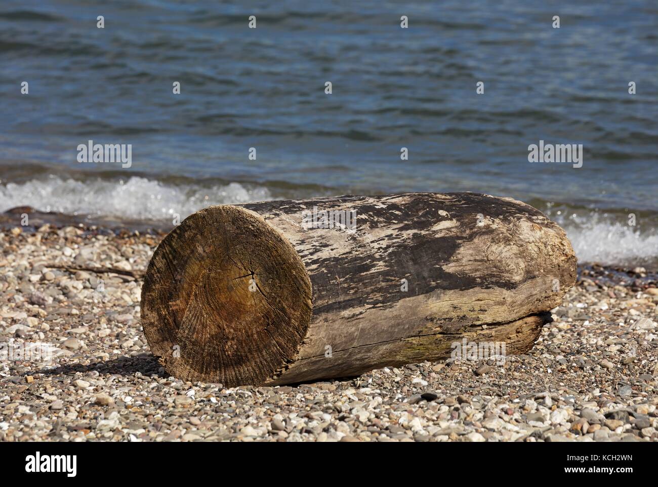 flotsam cut tree trunk on shore of river Rhine, near Cologne, Germany ...