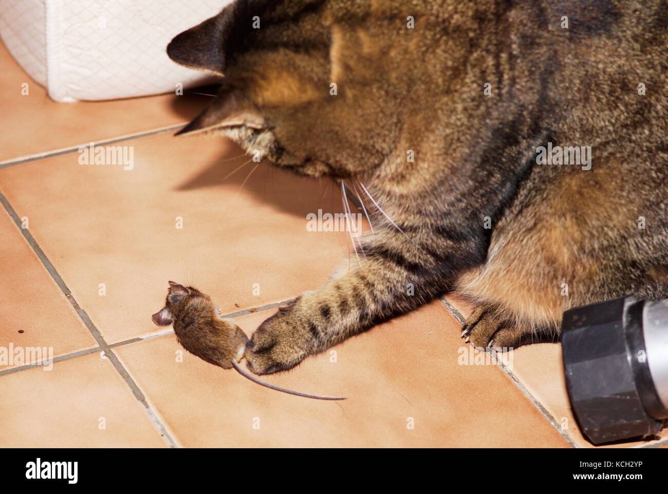 Cat (felis catus) playing with dead field mouse (apodemus sylvaticus ...
