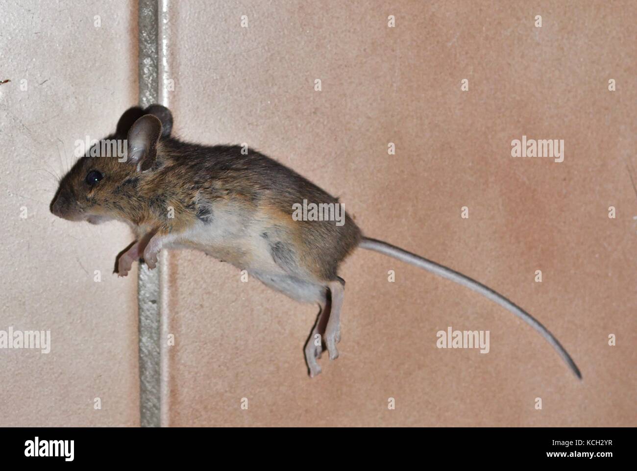 Dead field mouse (apodemus sylvaticus), inside on brown tiled floor ...