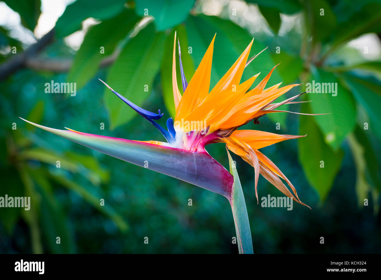 Crane Flower (Strelitzia reginae) plant in full bloom in tropical ...