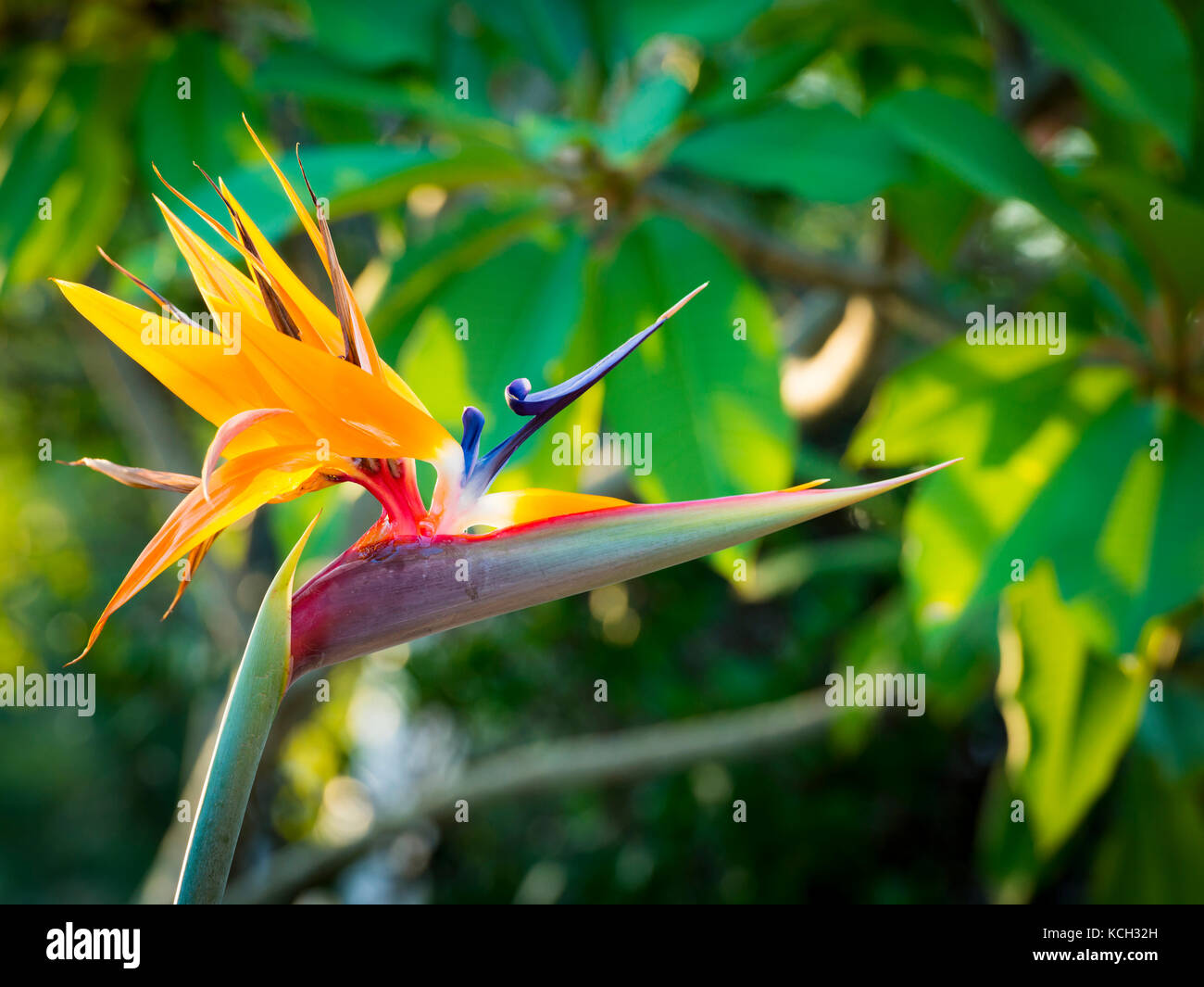 Crane Flower (Strelitzia reginae) plant in full bloom in tropical ...