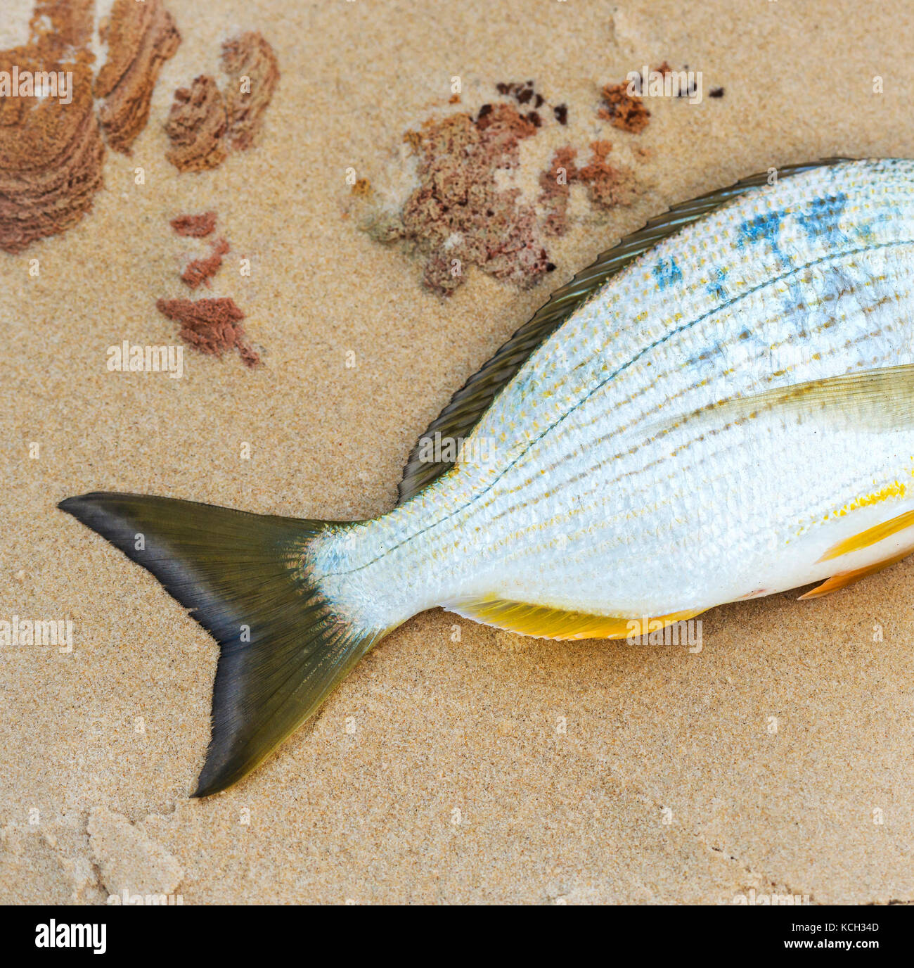 Man holding fish by its tail hi-res stock photography and images - Alamy