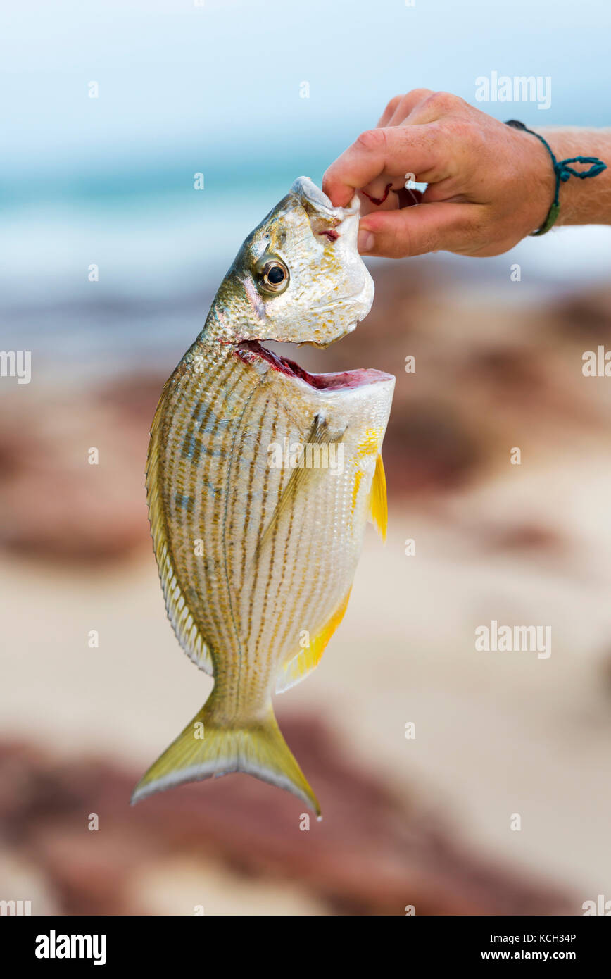 Fish australia hi-res stock photography and images - Alamy