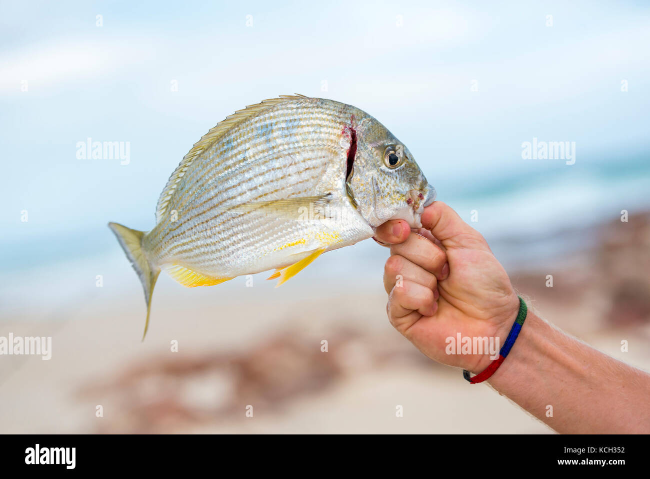 Man holds up his catch of fresh yellowfin bream fish while beach ...