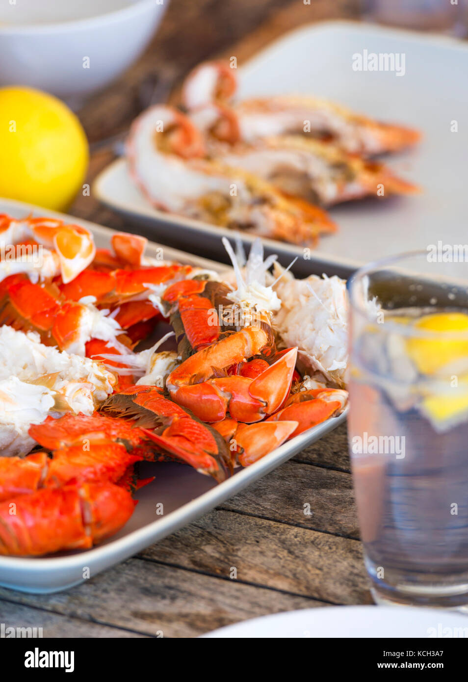 Australian bugs hi-res stock photography and images - Alamy