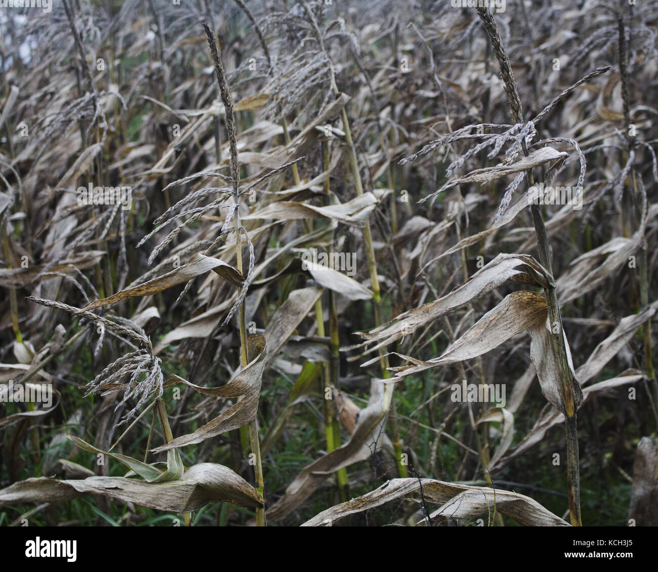 Dying Crops High Resolution Stock Photography and Images - Alamy