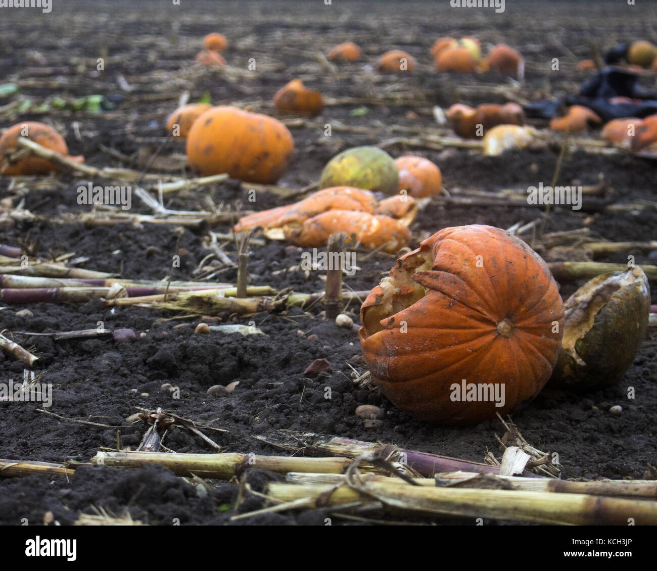 Pumpkins left behind to rot in a field after harvesting for Halloween ...