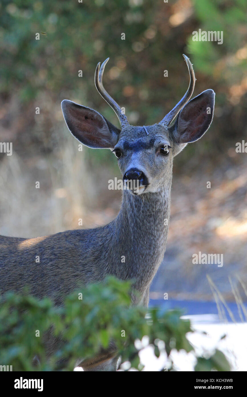 urban deer fairfax california Stock Photo - Alamy