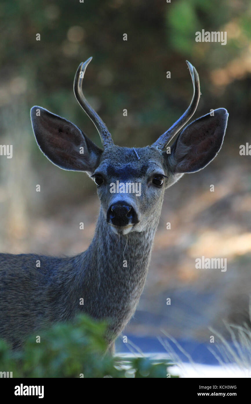 urban deer fairfax california Stock Photo - Alamy