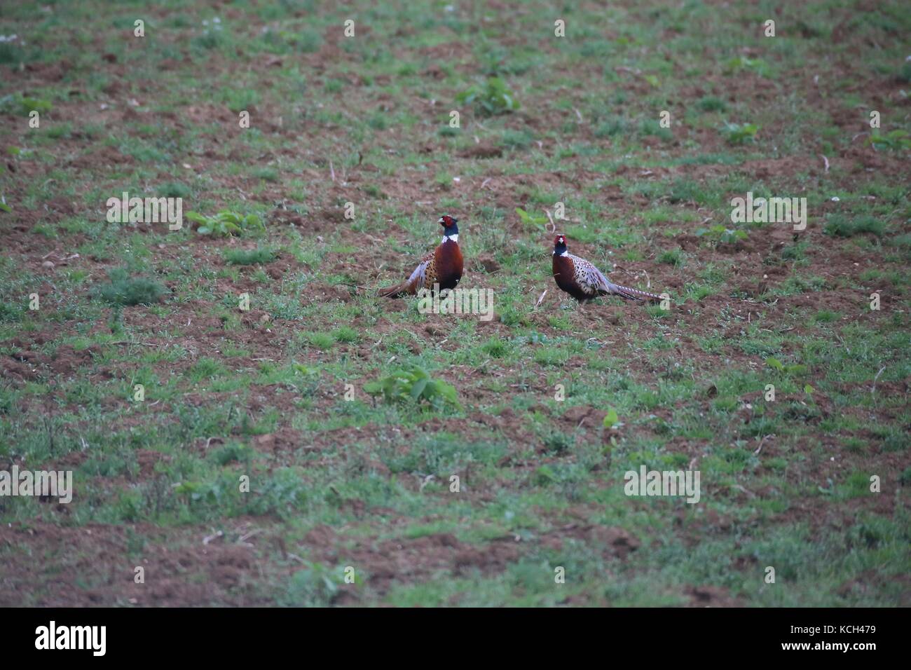 Male phesant hi-res stock photography and images - Alamy
