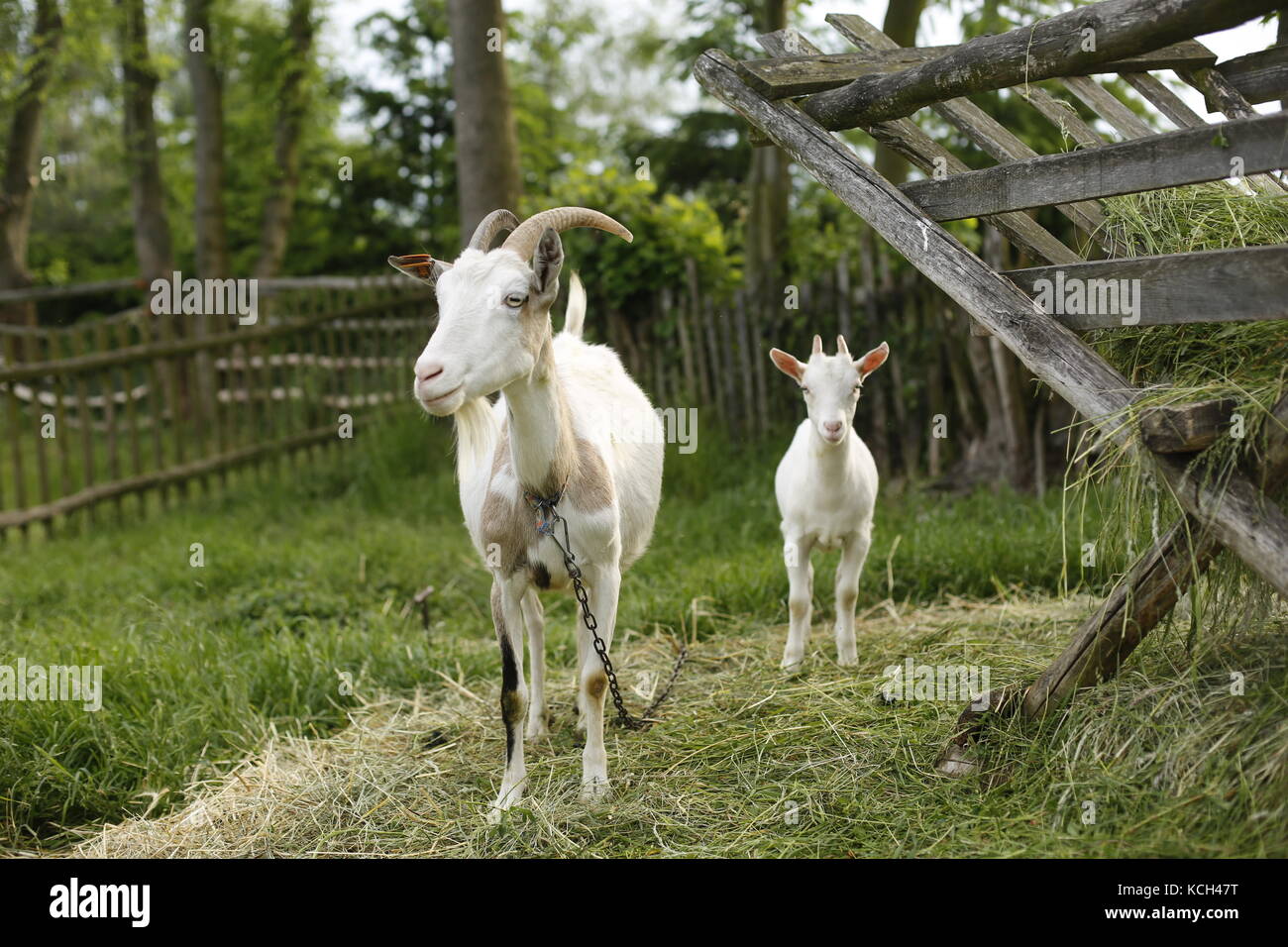 Goats family standing near pasturage on the grass Stock Photo - Alamy
