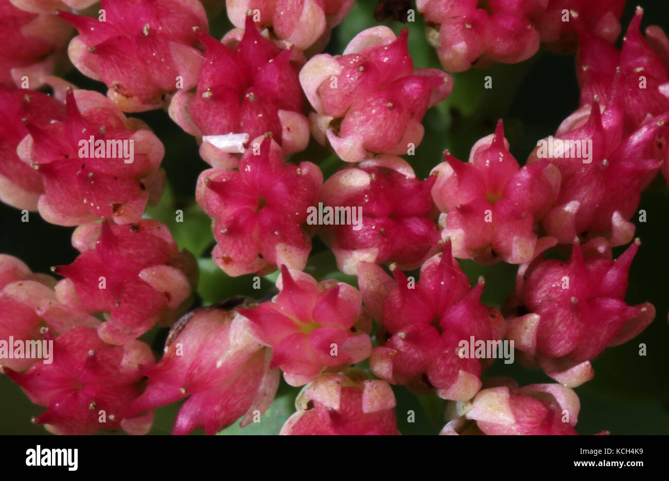 Cedum flowers close up macro Stock Photo - Alamy