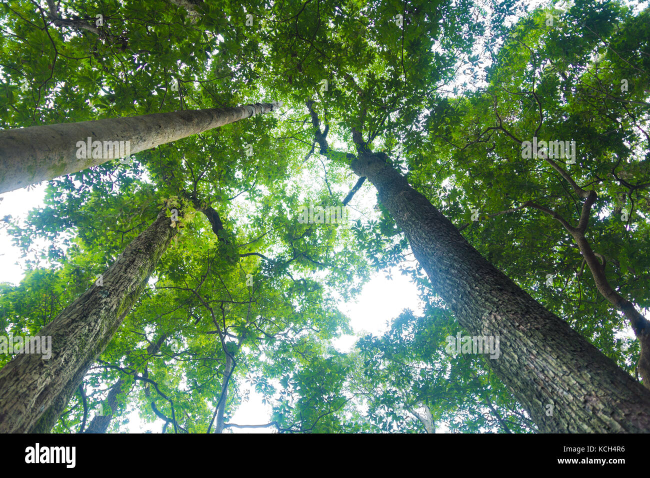 Forest Tall Trees Stock Photo - Alamy