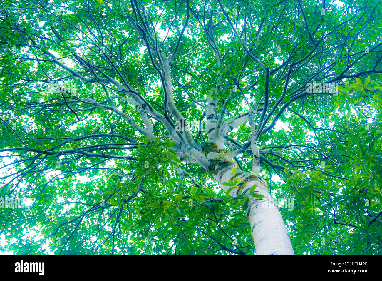 White Tree Branches Stock Photo - Alamy